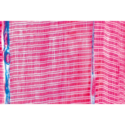 Animal Cell Microscope Slides - LabWorld.co.uk